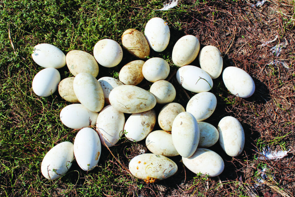 Practical Uses for Domesticated Geese - Backyard Poultry